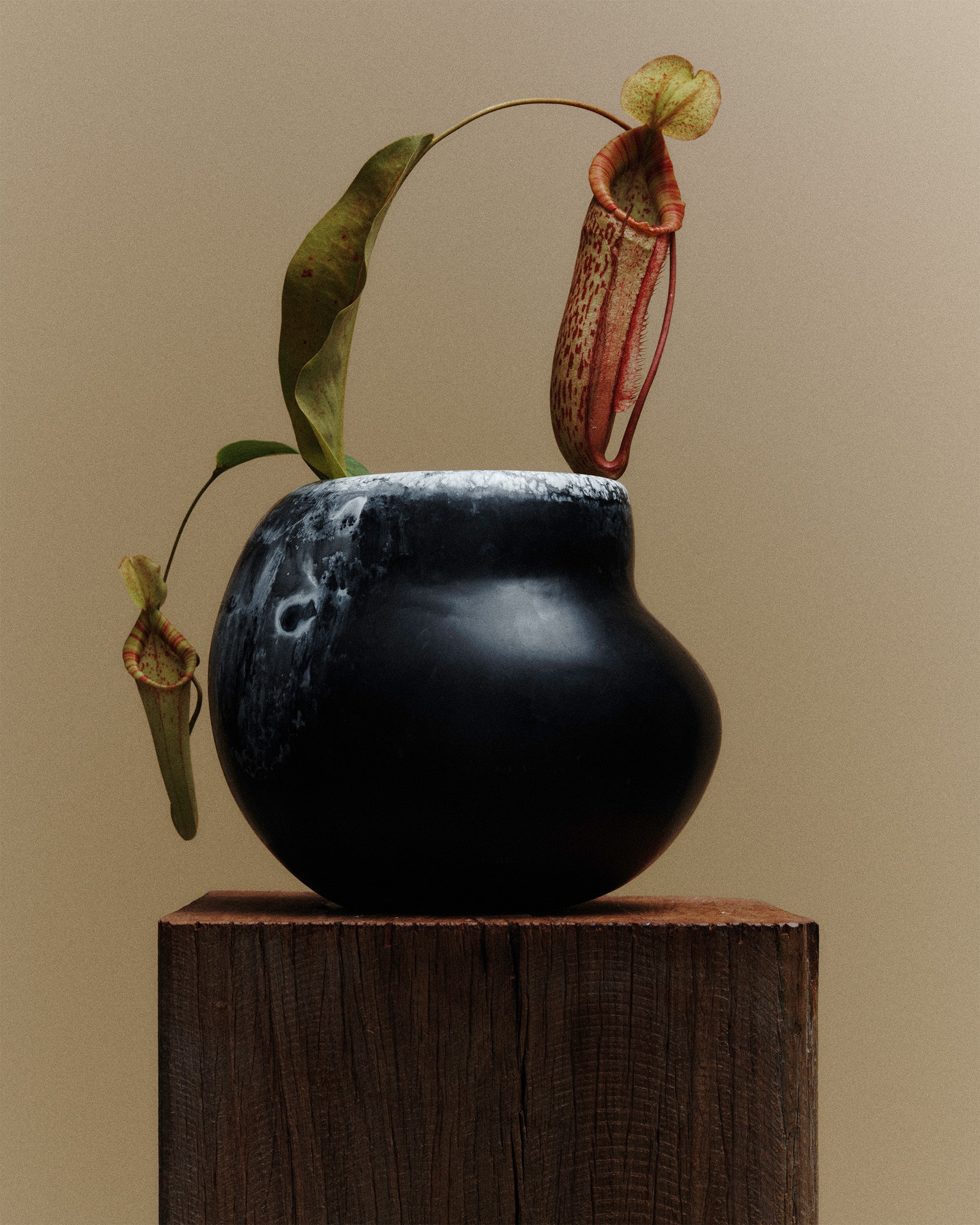 Dinosaur Designs US | Australian Design Studio